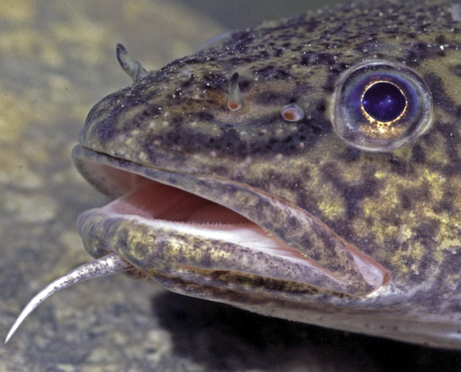 Quappe, Rutte, Trüsche - Fisch - Heintges eLearning