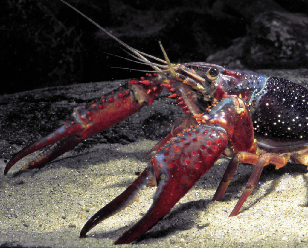 (Amerikanischer) Roter Sumpfkrebs - Fisch - Heintges eLearning