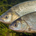 Atmung / Kiemen und Kiemenatmung - Fisch - Heintges eLearning