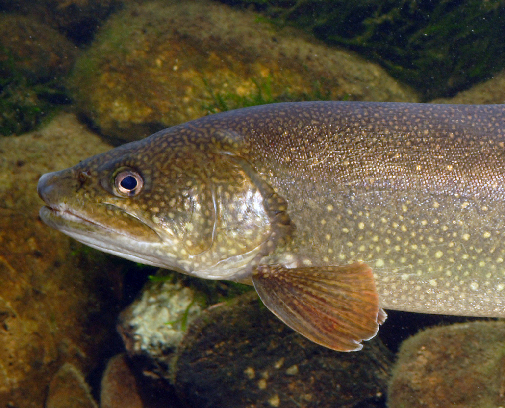 Amerikanischer Seesaibling, Namaycush - Fisch - Heintges eLearning