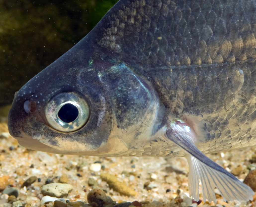 Zobel, Scheibpleinzen - Fisch - Heintges eLearning