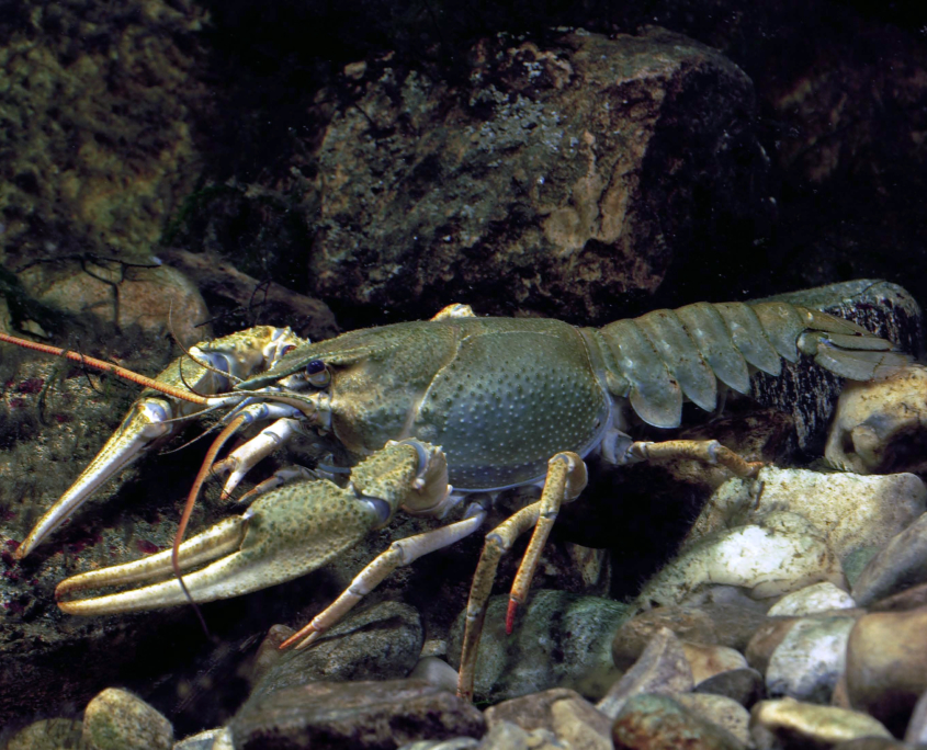 (Galizischer) Sumpfkrebs, Galizier - Fisch - Heintges eLearning