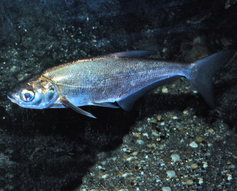 Zope, Spitzpleinzen - Fisch - Heintges eLearning