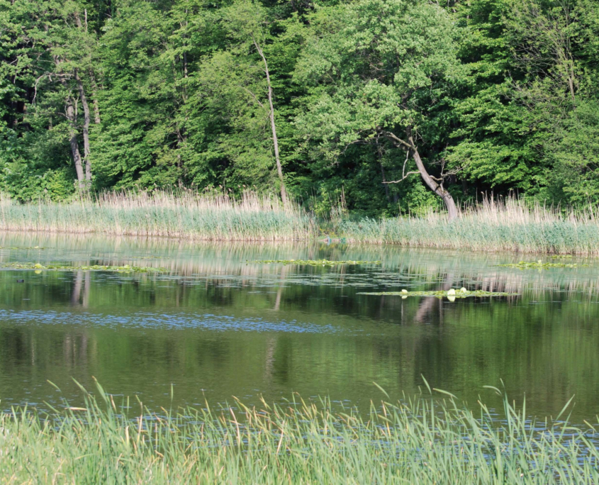 Merkmale der Brachsen- oder Bleiregion - Fisch - Heintges eLearning
